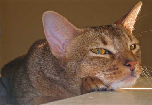Cute Funny Animalz: Funny Abyssinian Cats New Pictures 2012
