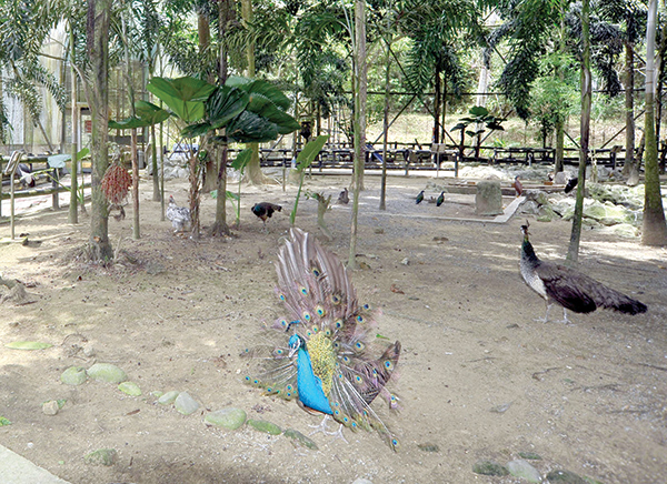 Labuan (Federal Territory) - Malaysia Track