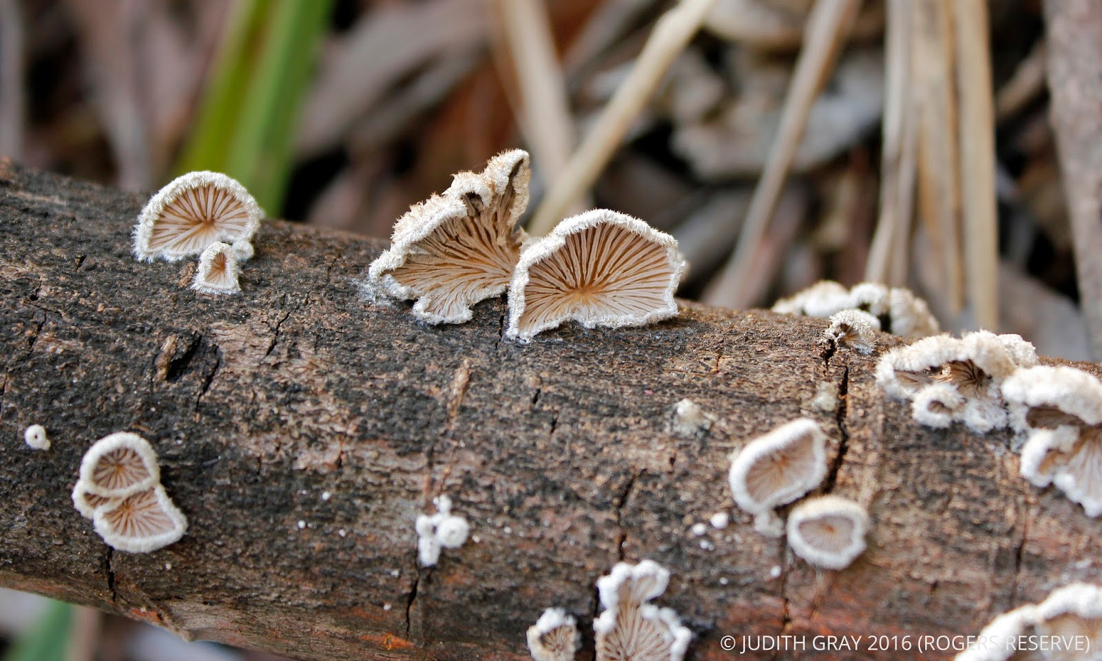 Charles and Motee Rogers Bushland Reserve: 2016