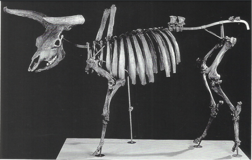 Complete Skeletons of the Aurochs (Bos primigenius)