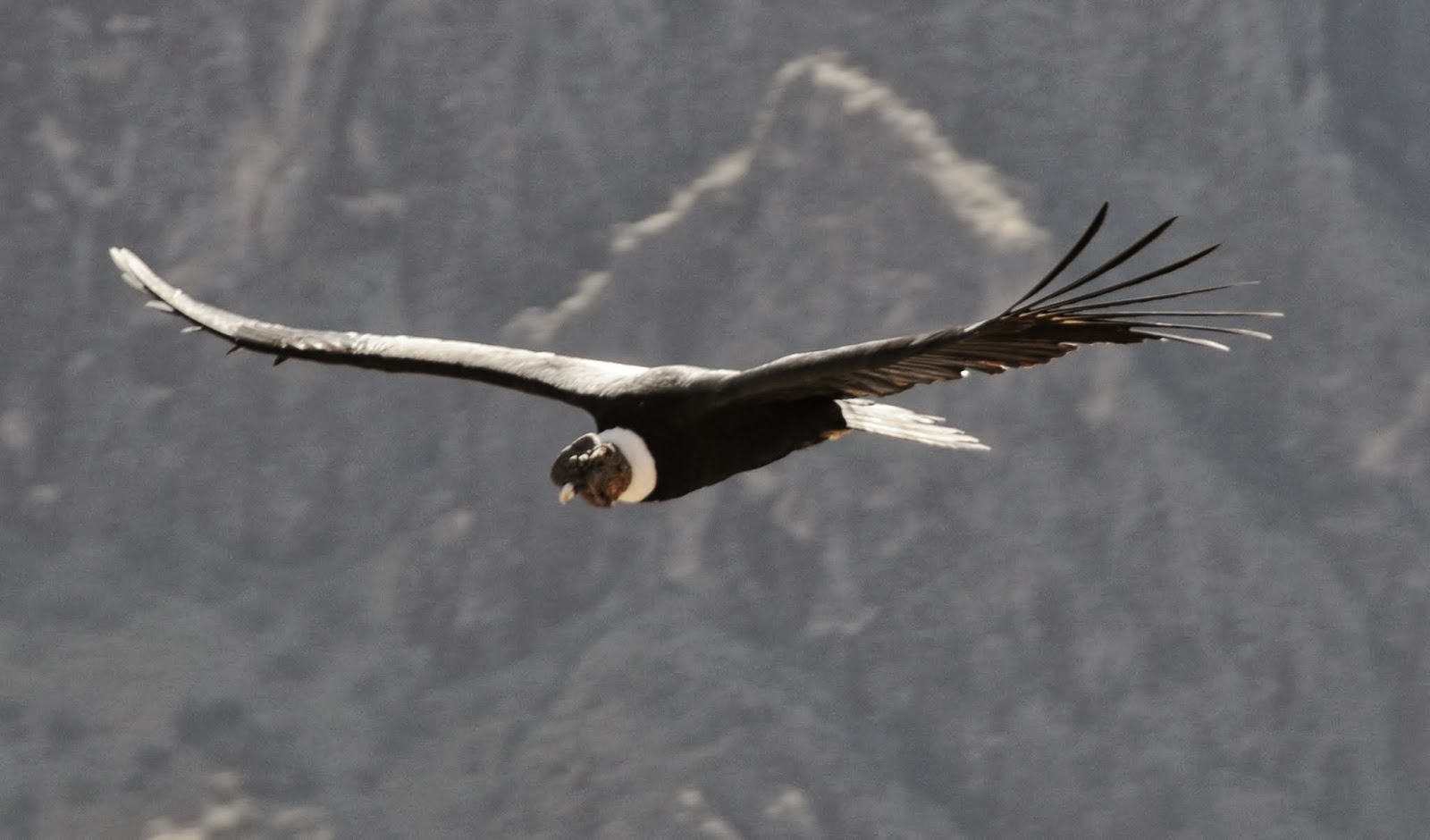 Il cielo blu del Peru': Colca Canyon: El Condor Pasa