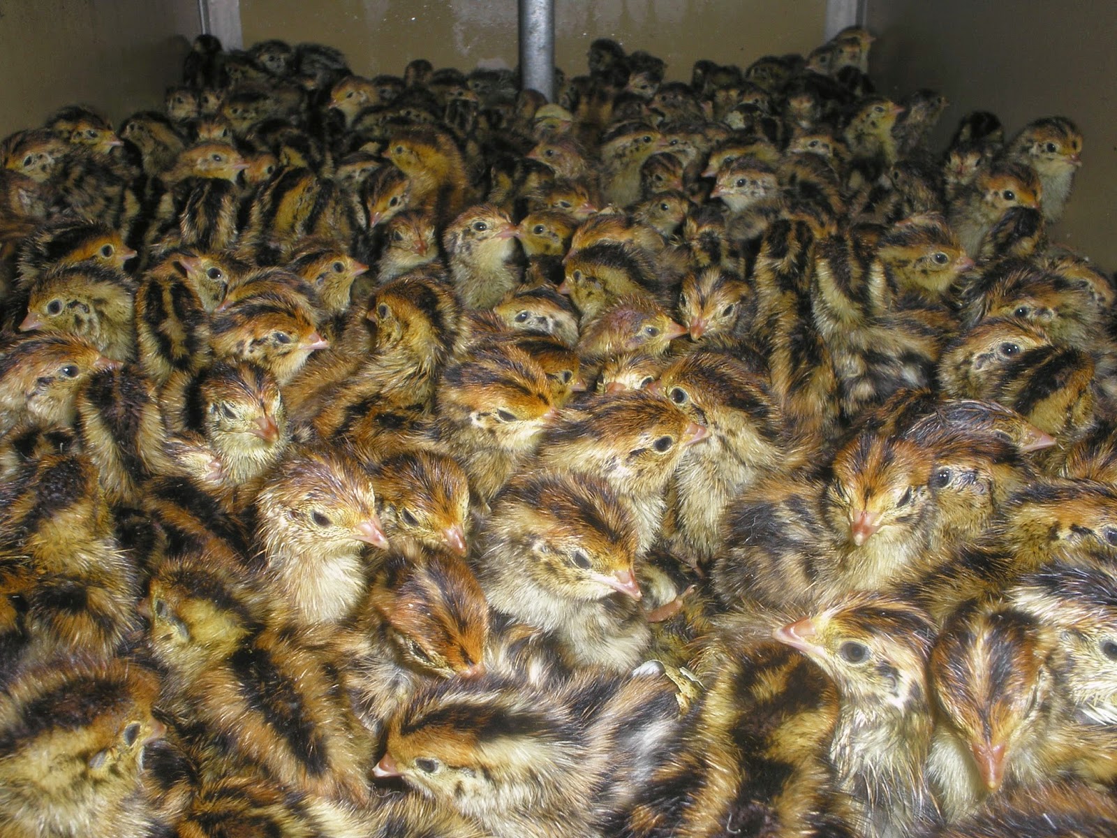 EMPRESA DE CODORNICES