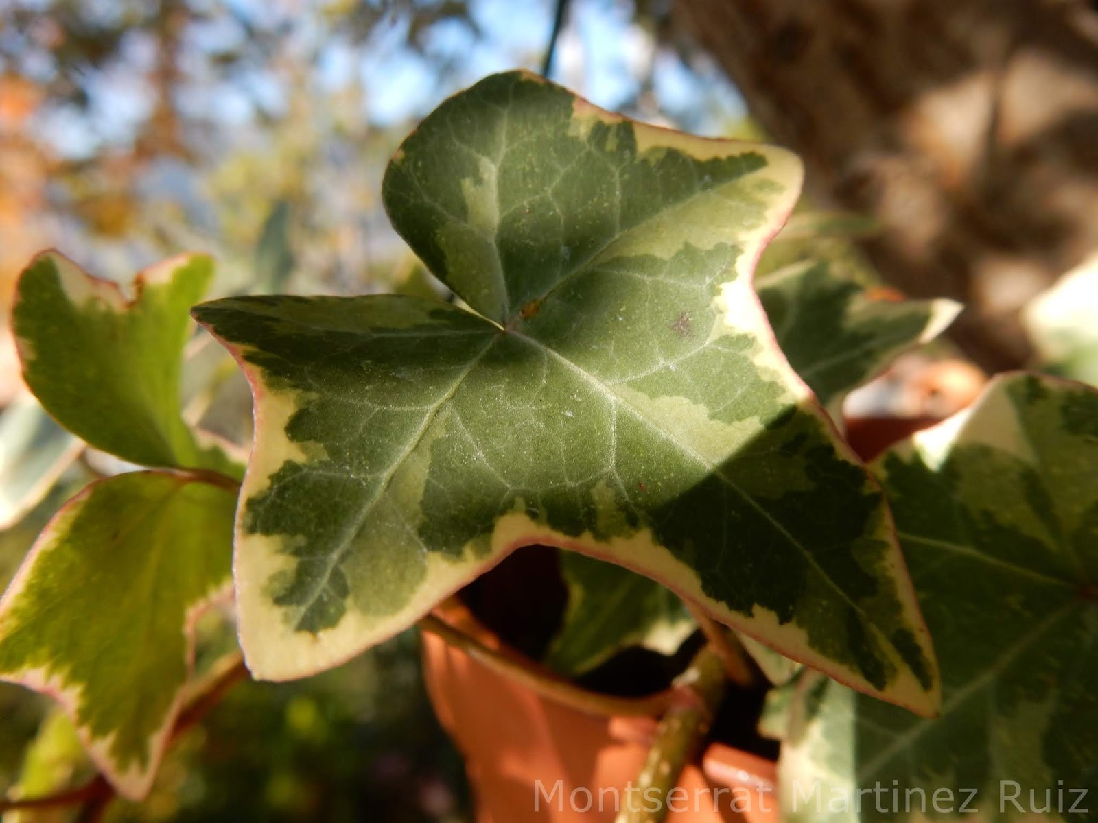 Cuatro variedades de HIEDRA - BOTÀNIC SERRAT
