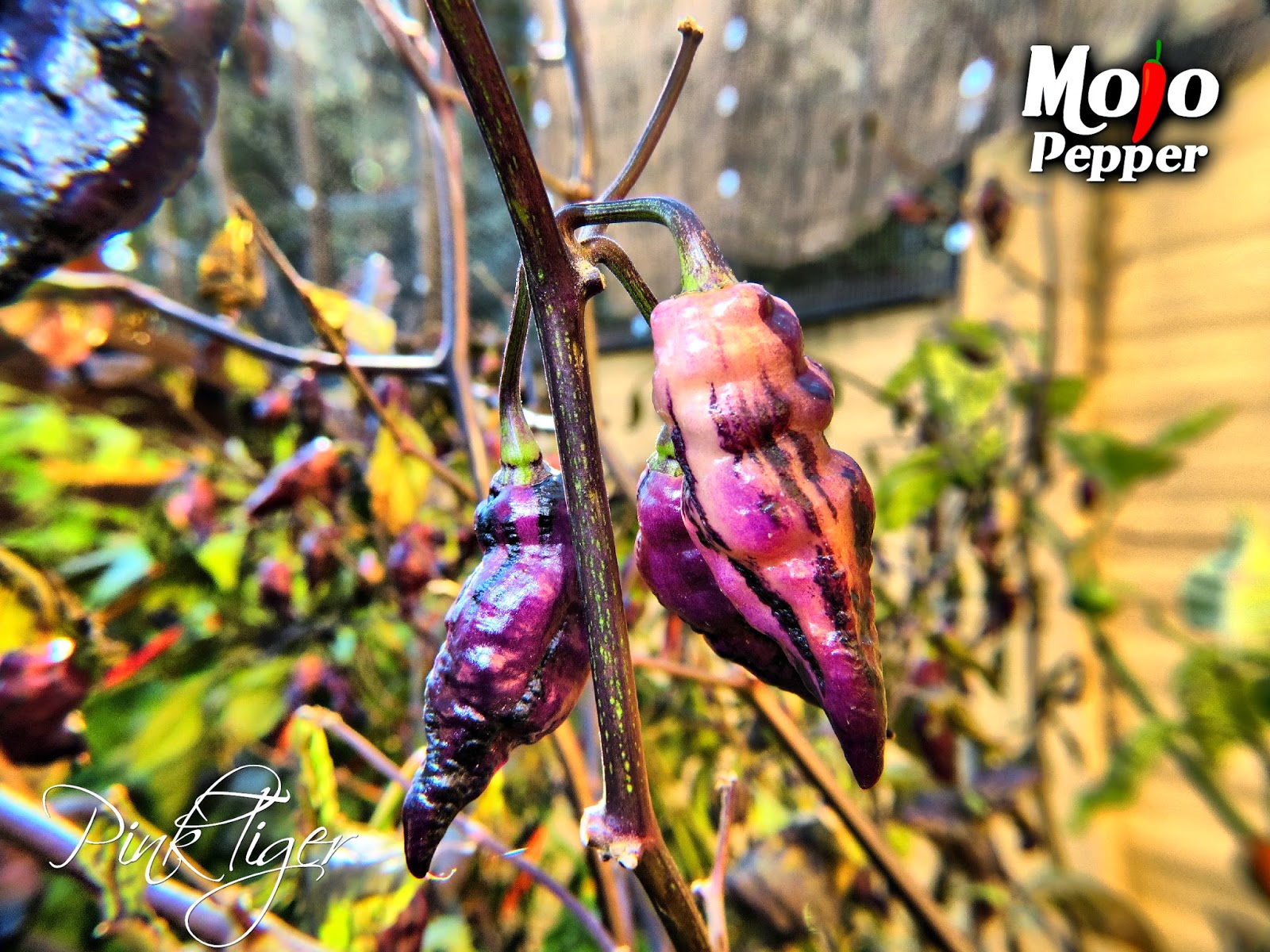 The Mojo Pepper - Just a Chili Pepper grower: Pimenta Pink Tiger 2013