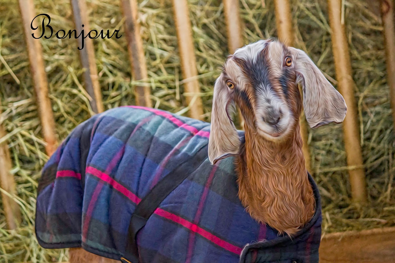 Hanging Frame Photography: Goats of Meredith Farms Topsfield, MA