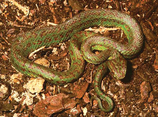 Snakes of Medical Importance in Nepal - GITAB » Online Loksewa Test