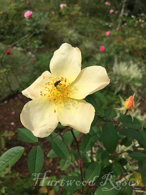 Hartwood Roses: Beautiful Bermuda