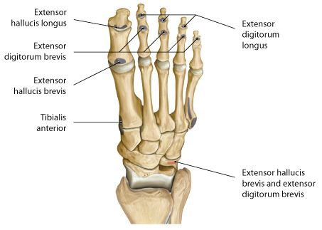 Anatomi Otot Extensor Digitorum Brevis (EDB) - Anatomi Tutorial