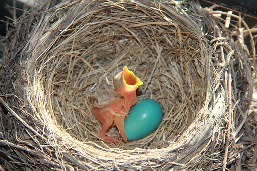 Baby Robins Hatch