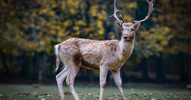Folktales: Blue eyed deer (United States)