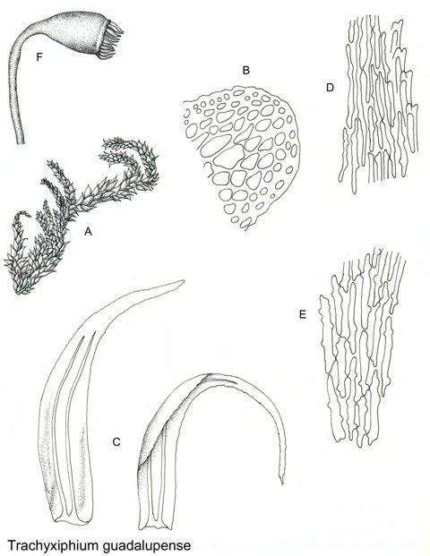 PLANT FAMILIES OF PUERTO RICO AND FLORIDA PAPO VIVES: Pleurocarpos ...