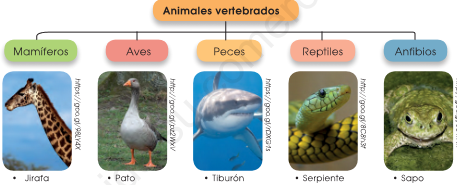 Clasificación de los Vertebrados