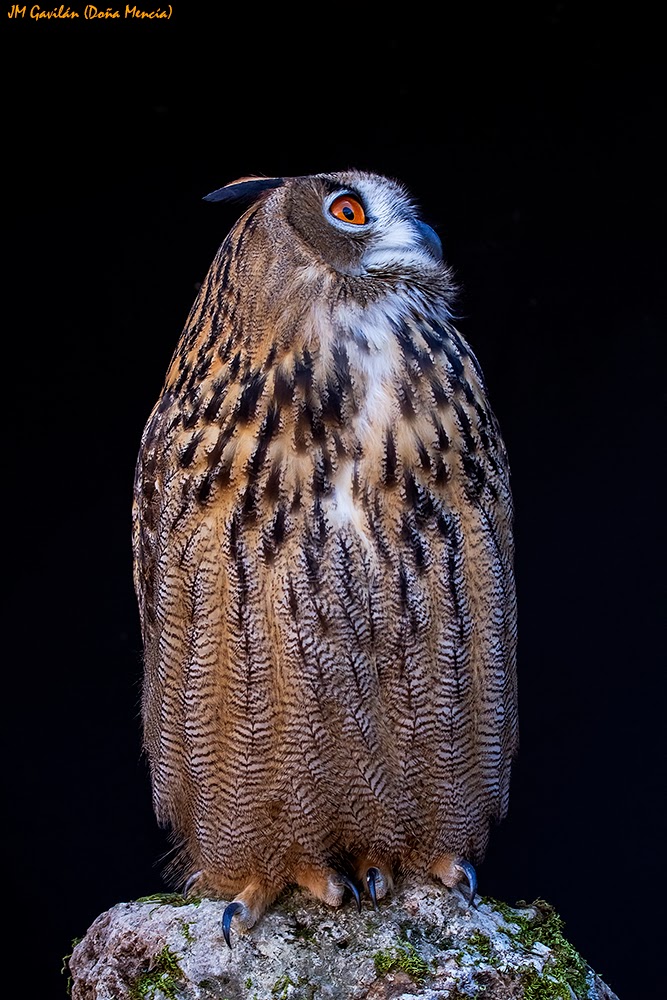 Fotografía de Naturaleza - JM Gavilán: Búho real, el Gran Duque (Bubo bubo)