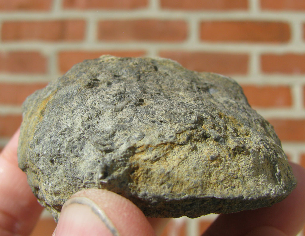 Views of the Mahantango: Favosites sphaericus coral from the Kalkberg ...