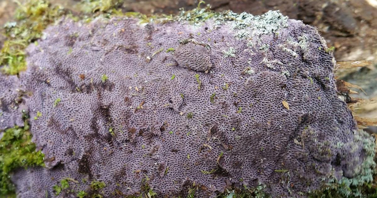 Species New to Science: [Fungi • 2020] Antrodia yunnanensis ...