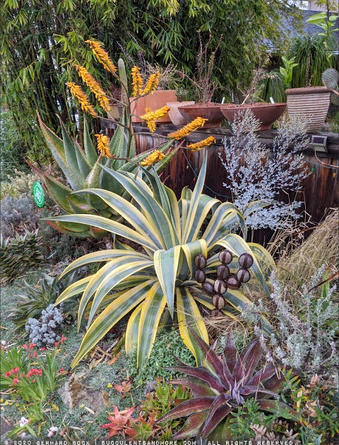 2020 ×Mangave roundup