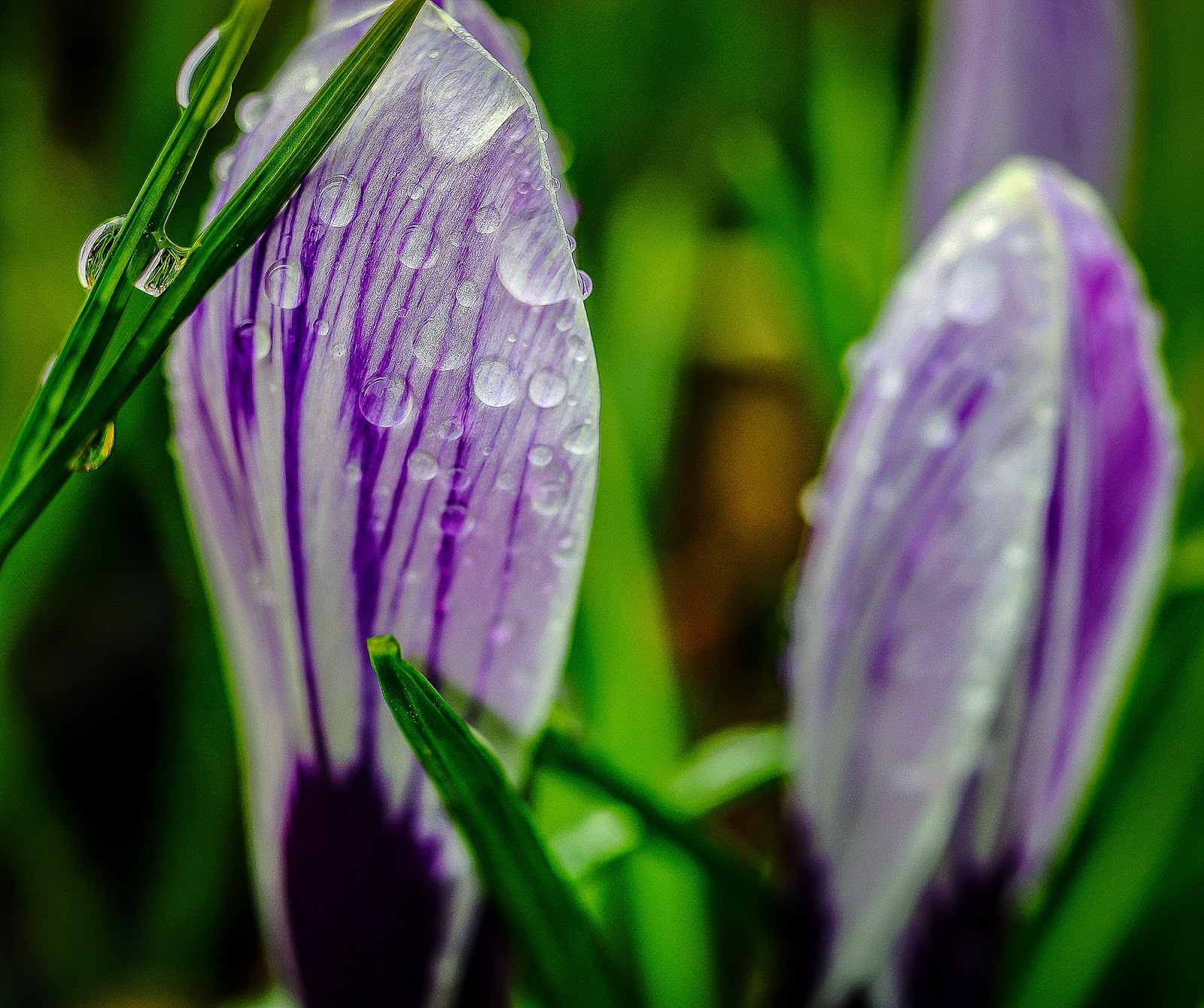 Kingfisher Imaging: Green Macros: Spring has Sprung