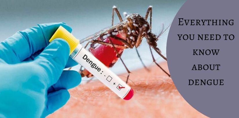 Everything You Need to Know About Dengue - World Informs