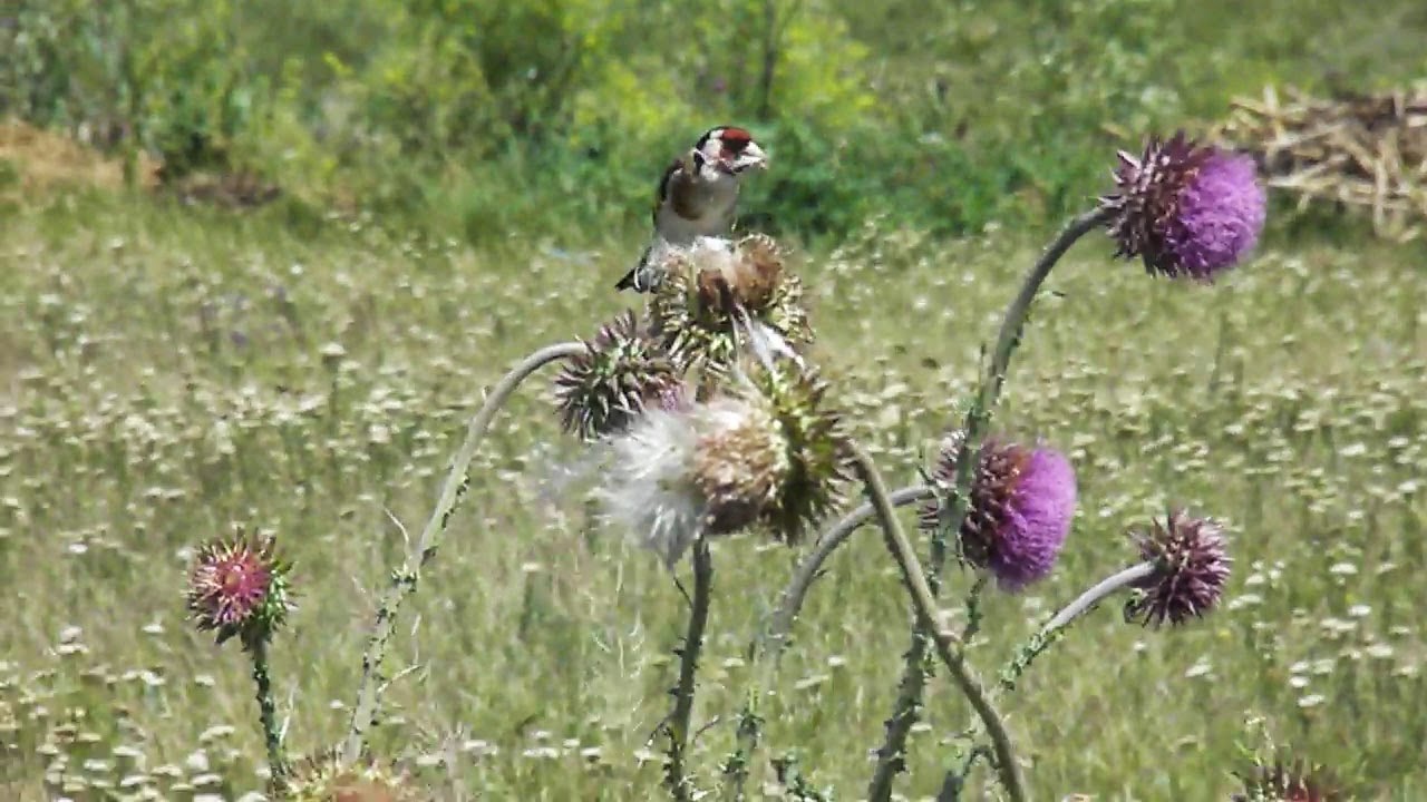 PASARI DIN ROMANIA: STICLETE(1), Carduelis carduelis