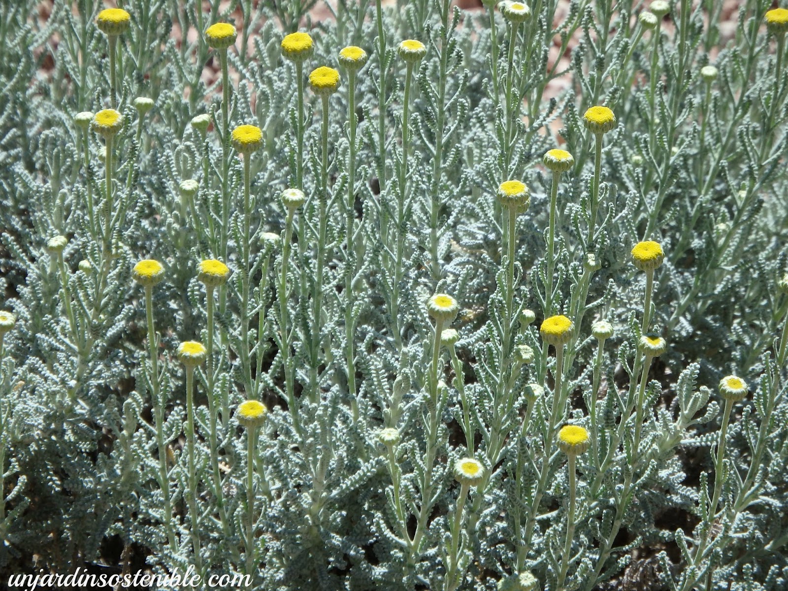 unjardinsostenible.com: Santolina Chamaecyparissus (Santolina, Abrótano ...