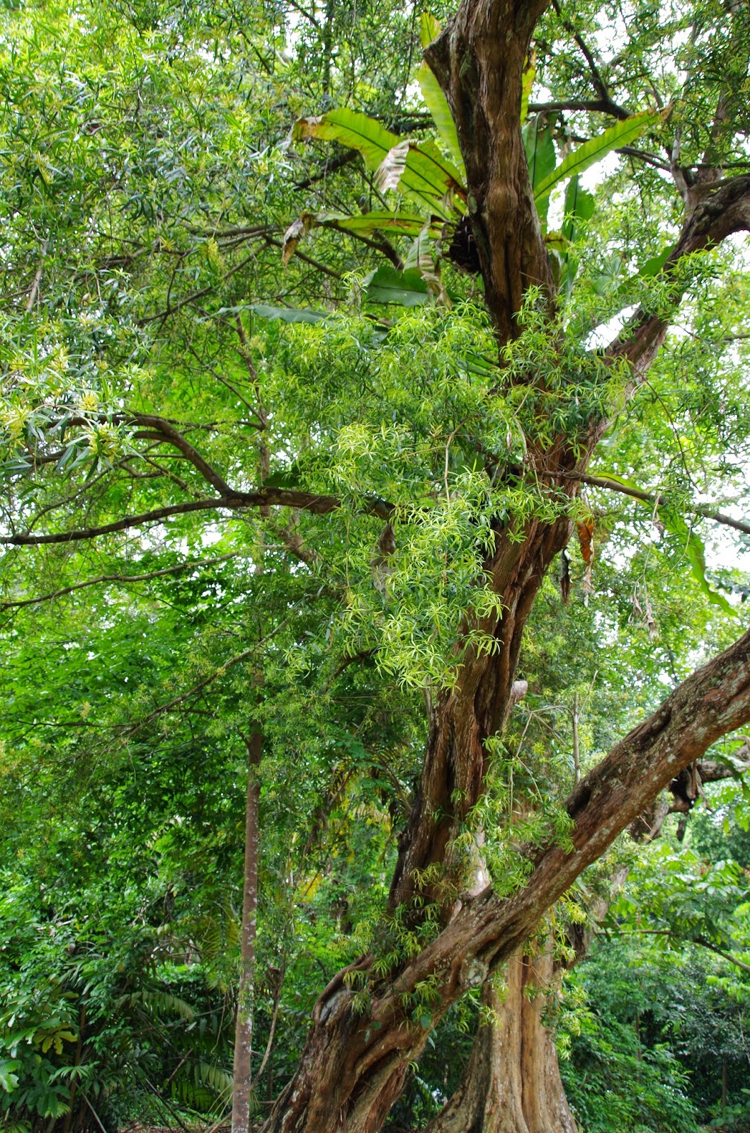 Trees and Plants: Sea Teak, Jati Laut (Podocarpus Polustachyus)