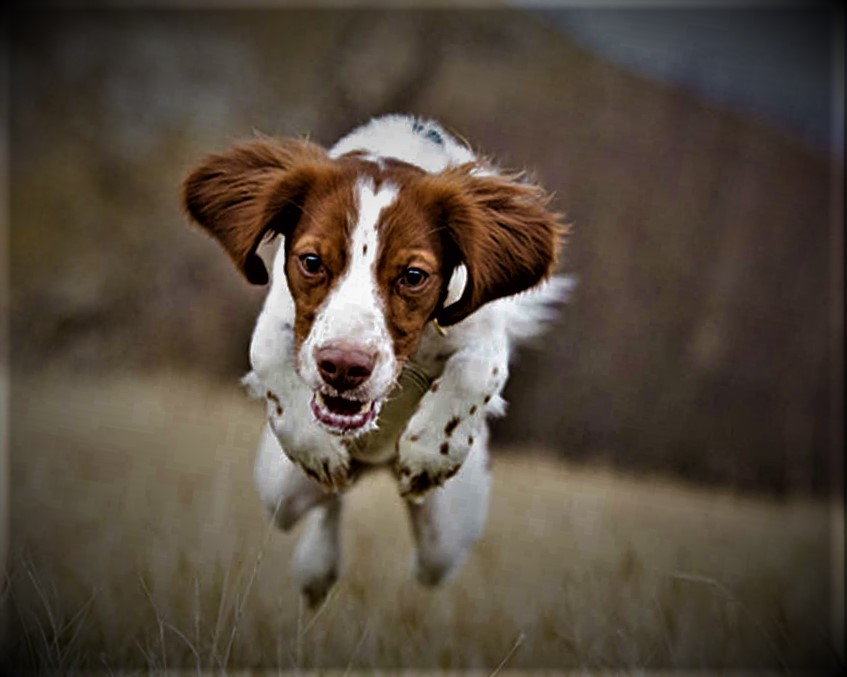 Breton Espanol Dog breed information, description, personality, price ...