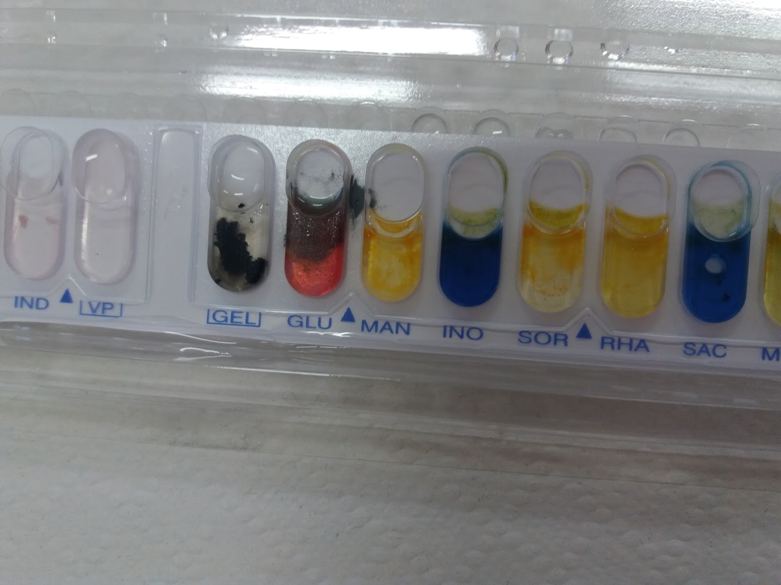 PRÁCTICA: API 20 E Y API 10 S (16/01/18)