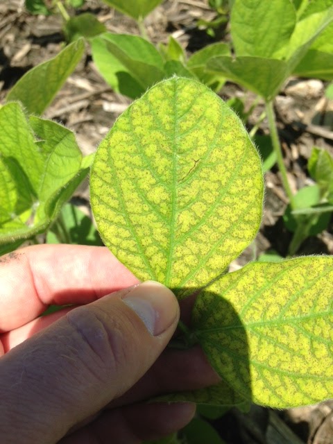 Symptoms Iron Deficiency In Soybeans