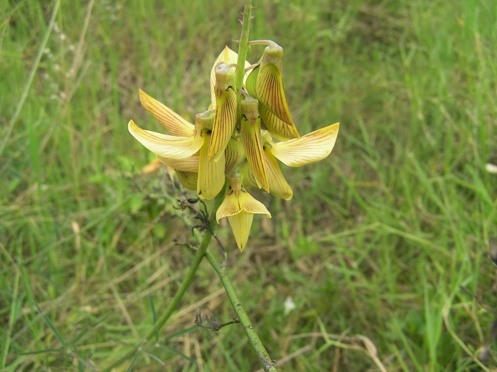 Earth on the Wing: Flowers of Rwanda