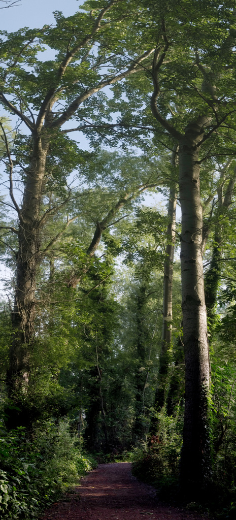 Milton Country Park Through the Year: Trees From Tip To Toe