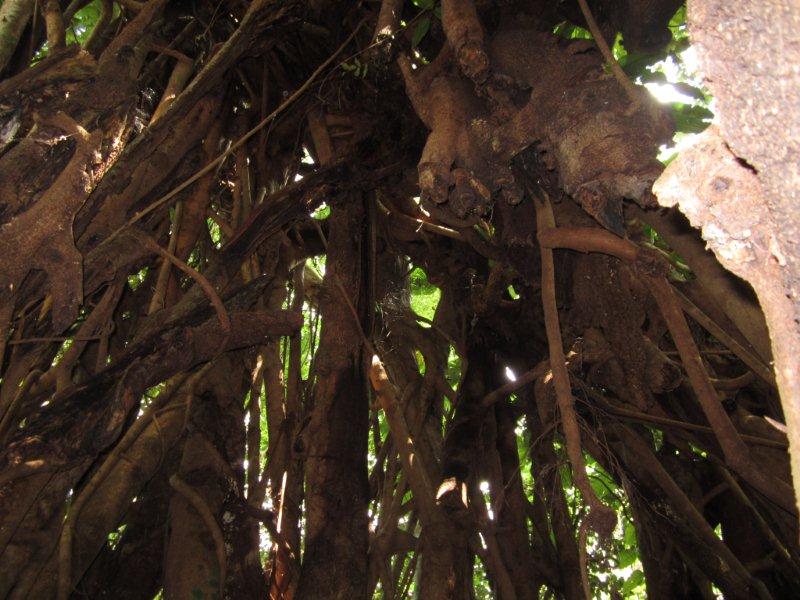 HAWKES HIDEAWAY: Cruise on Pacific Jewel 18 March ~ 28 March -12