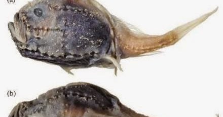 Species New to Science: [Ichthyology • 2015] Chaunacops spinosus • A ...