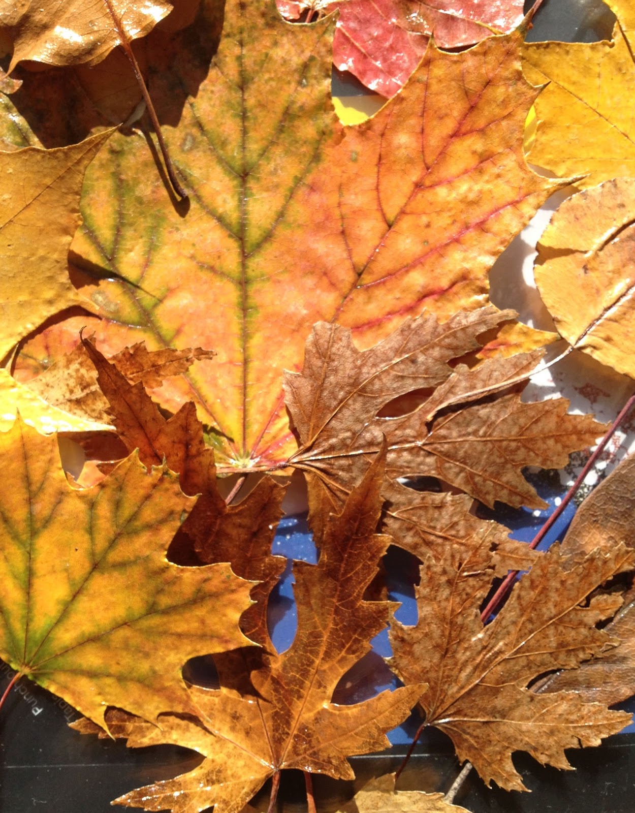 Susan Marie : Preserving & Framing Autumn Leaf Tutorial