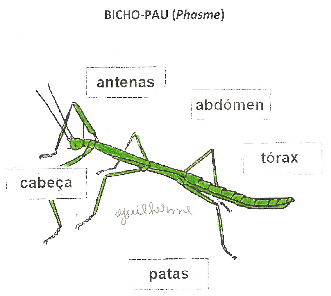 EB1/JI da Boa-Fé - Elvas - Portugal: Morfologia do bicho-pau
