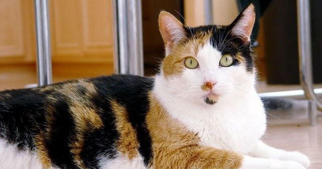 Fakta Kucing Calico Jantan
