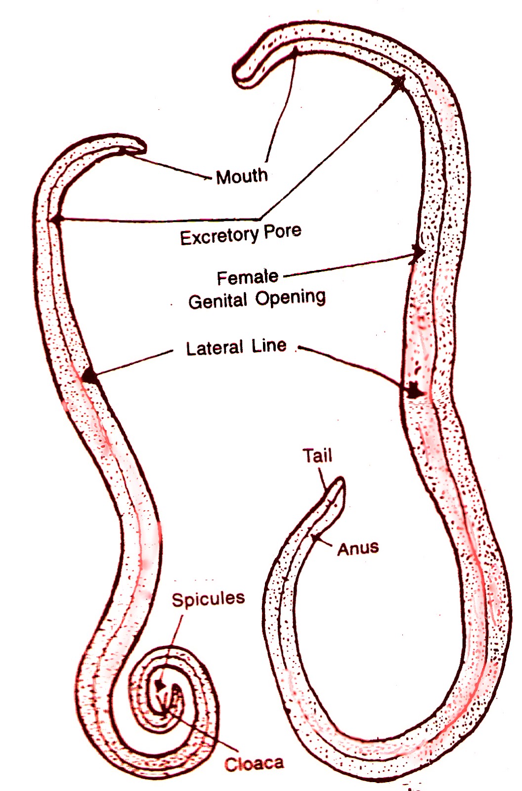 Phylum Aschelminthes Ascaris
