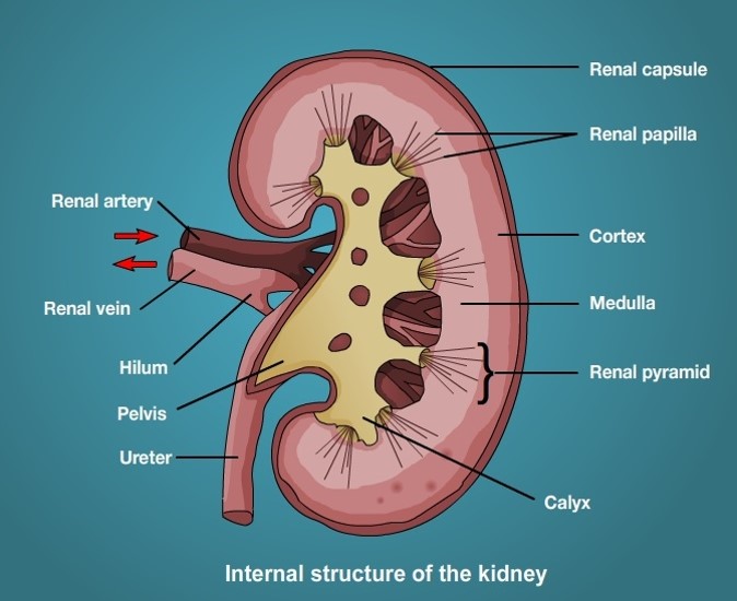 Mrs Woolway's Life Sciences : Grade 11