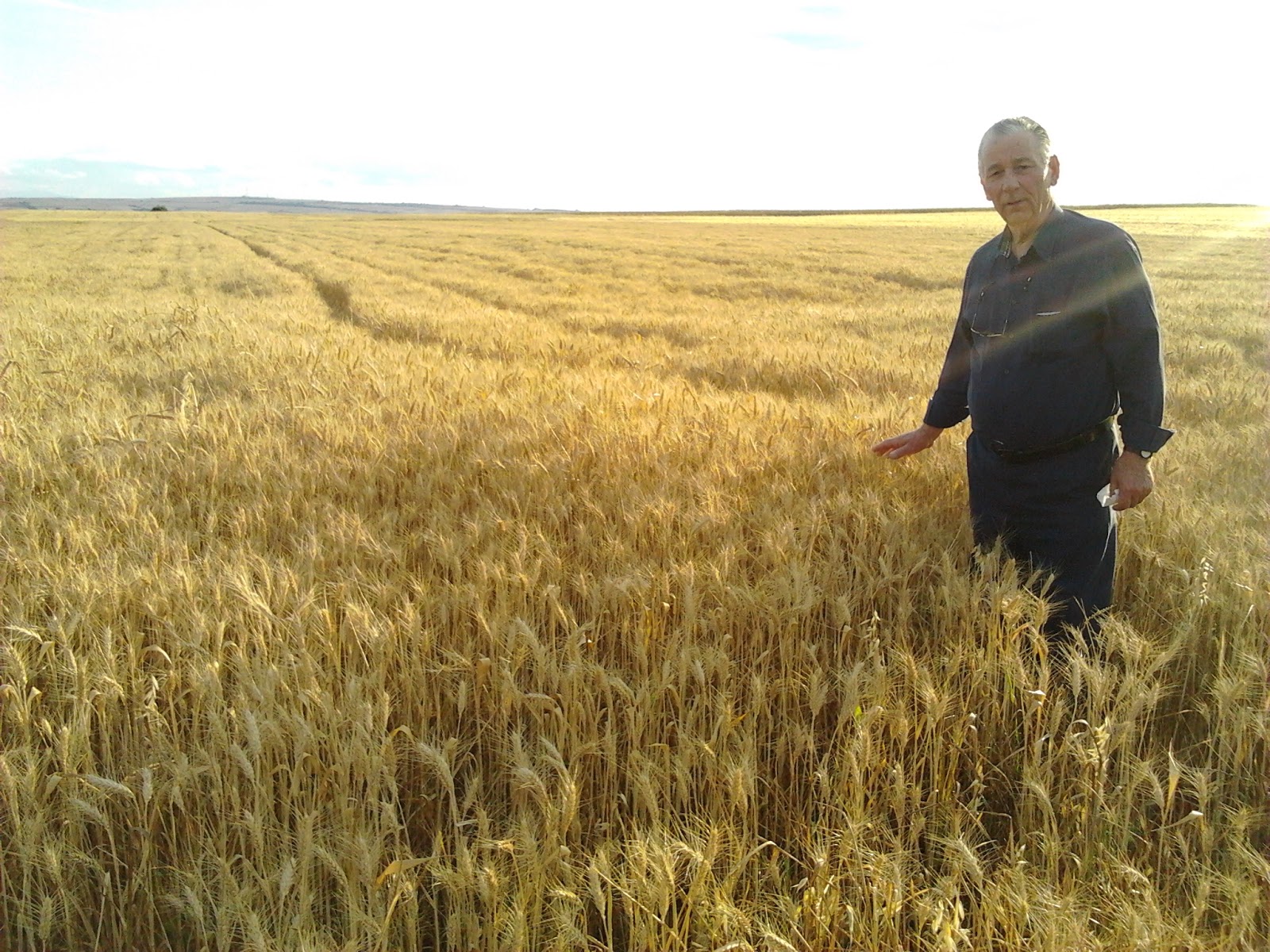 φροντιστήριο Αγροτών: TROFEO το μαλακο σιταρι που ζητουν οι μυλωναδες!