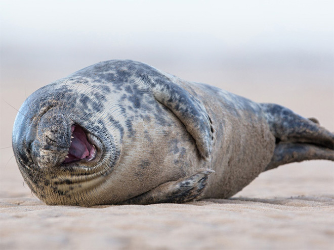 Adoráveis focas são fotografadas rolando de rir em momentos de pura ...