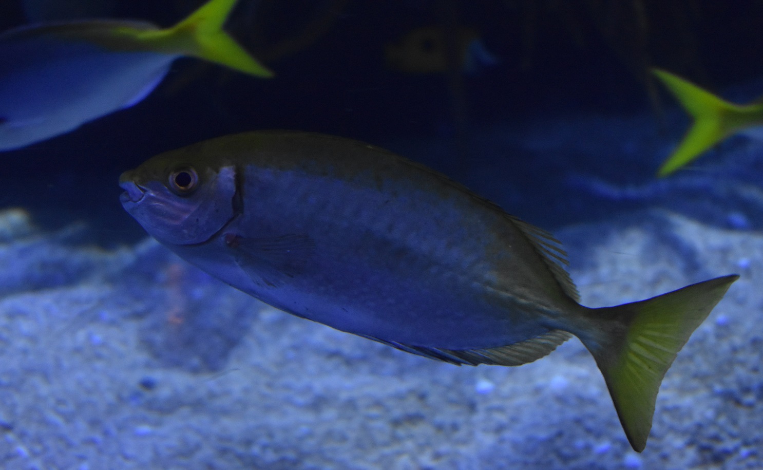 ZOOTOGRAFIANDO (6.100 ANIMALS): PEZ CONEJO PINTADO / WHITE-SPOTTED ...