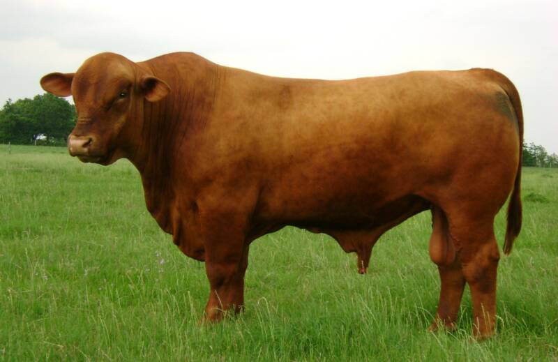 Bangsa Sapi Unggul asal amerika serikat - Elinotes review