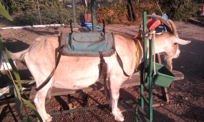 Sierra Pack Goats Blog: How to Saddle a Goat
