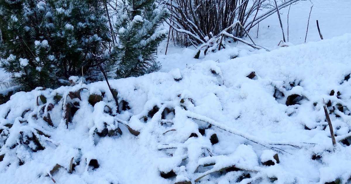 ANNEN LUONTOPÄIVÄKIRJA nature diary: LUMI snow