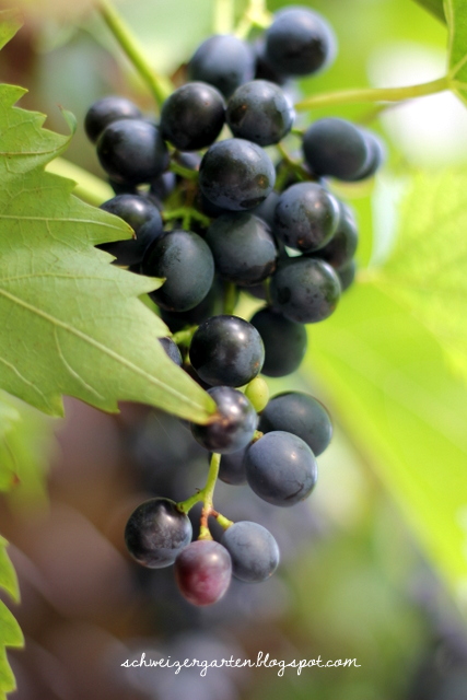 Die Trauben sind reif!