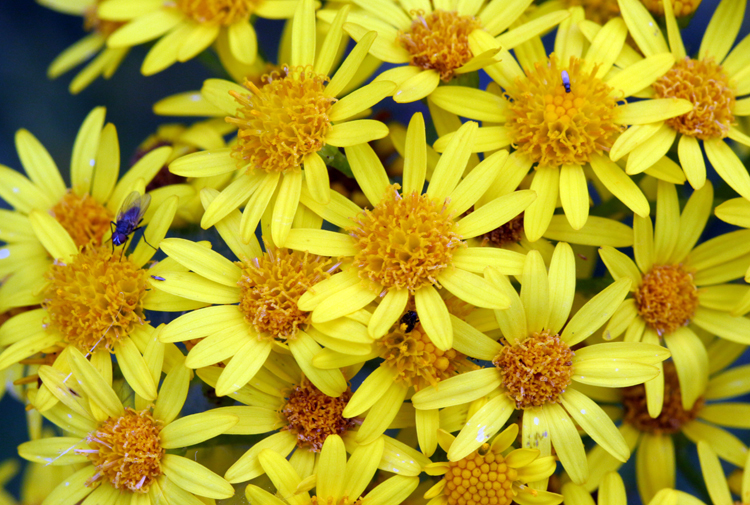 Eyes Wide Shut - a Botanical Awakening: Part Three