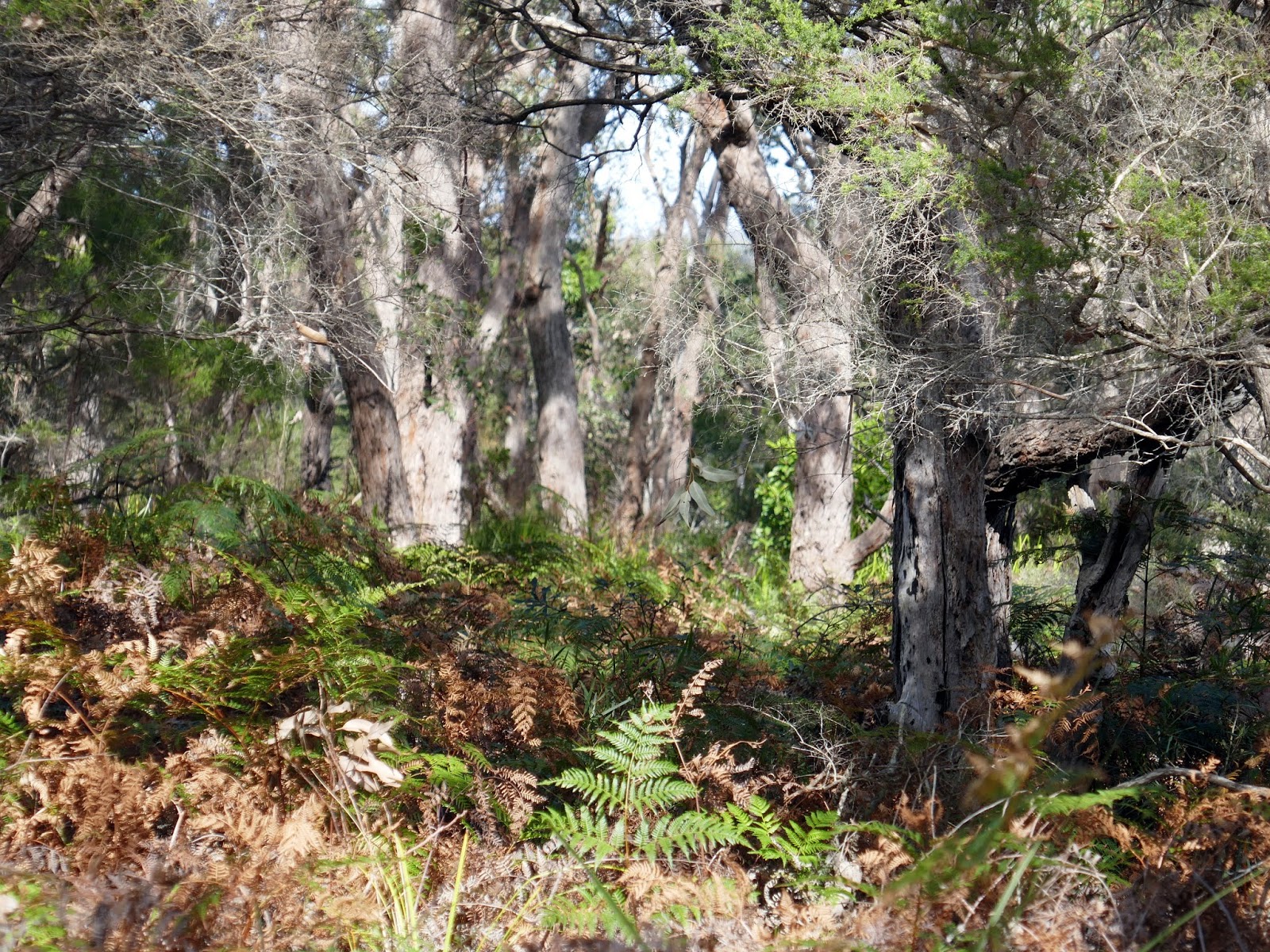 All The Gear But No Idea: Beecroft Head, Gosangs Tunnel & Mermaids Inlet