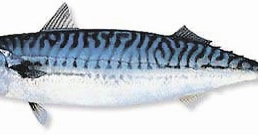 Ribarnica Marković - Kragujevac: Najtraženije vrste morske ribe u Srbiji