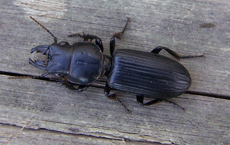 LOS INSECTOS: LOS INSECTOS.