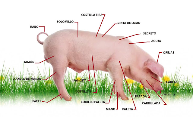 AGROPECUARIAS: ANATOMÍA Y FISIOLOGÍA DEL CERDO