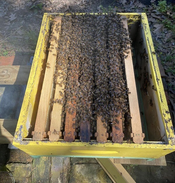 The Rainbow Before Evening : Rediscovering of Rare Blue Bee in Florida ...